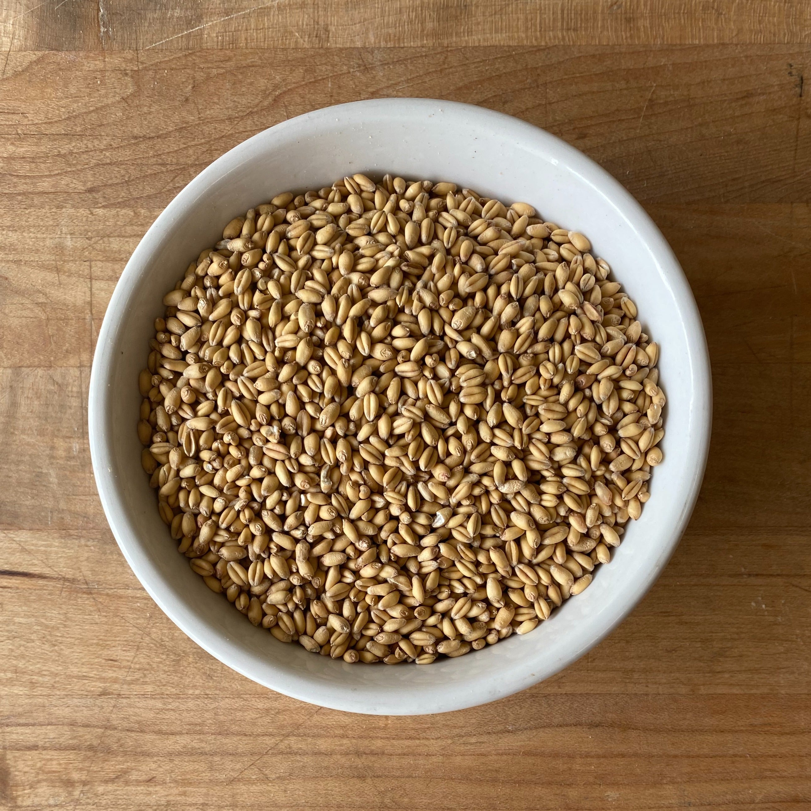 Soft White Winter Wheat - Unmilled Grain | Baker's Field Flour & Bread